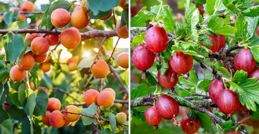 Skip These 7 Slow Fruit Trees - Plant These 13 Quick Producers Instead ...