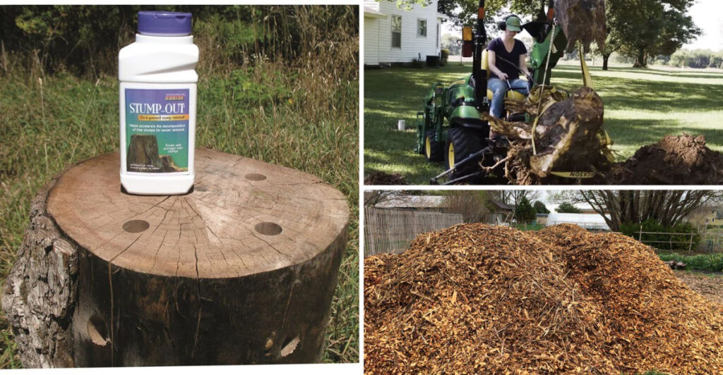 Skip These 7 Stump Removal Methods - Try These 13 That Actually Work ...