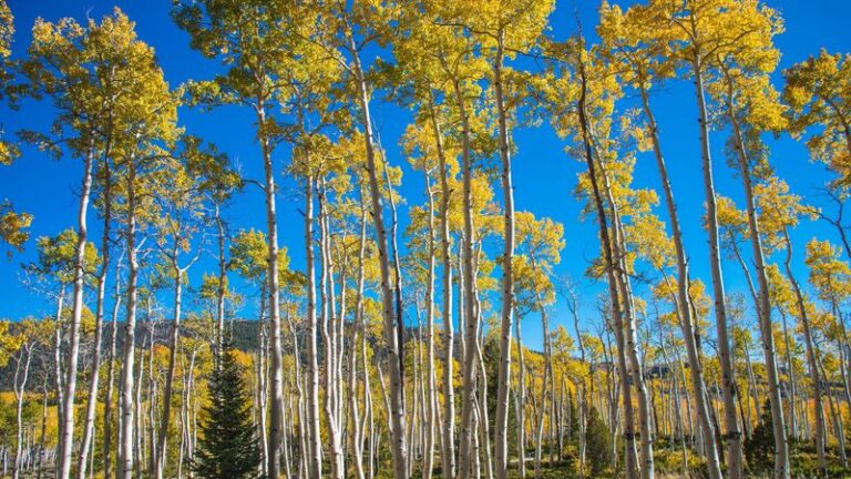 The Hidden Life of Roots: 10 Fascinating Facts from the Underground ...
