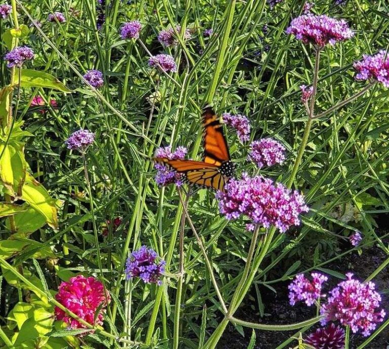 16 Plants That Monarch Butterflies Love - Complete Gardening