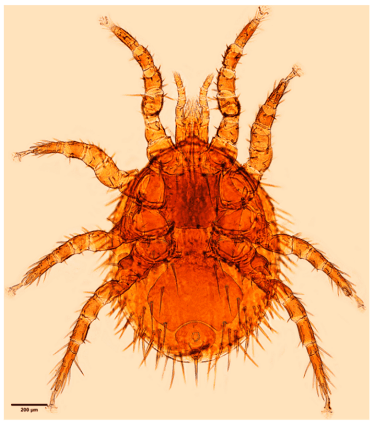 10 Common Soil Mite Species and How to Manage Them - Complete Gardening