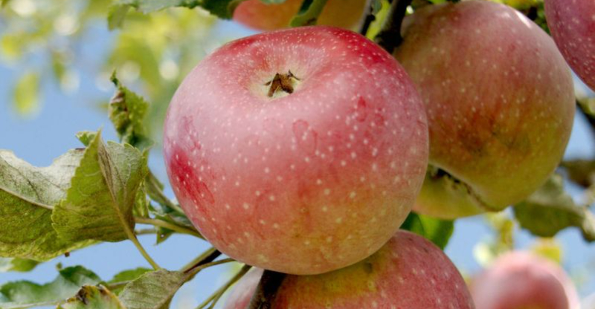 The Apple So Rare It Was Nearly Lost Forever – Meet the Colorado Orange ...