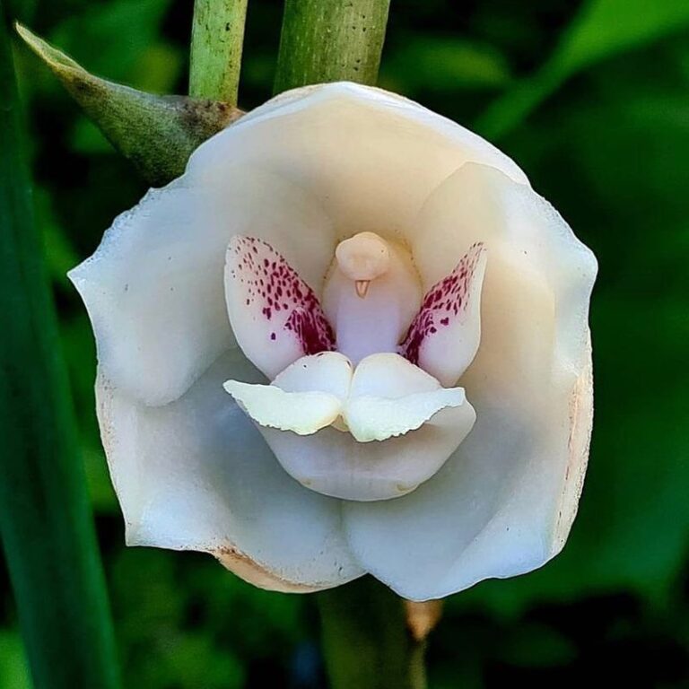 17 Dancing Plants That Will Make You Question Everything About Nature ...