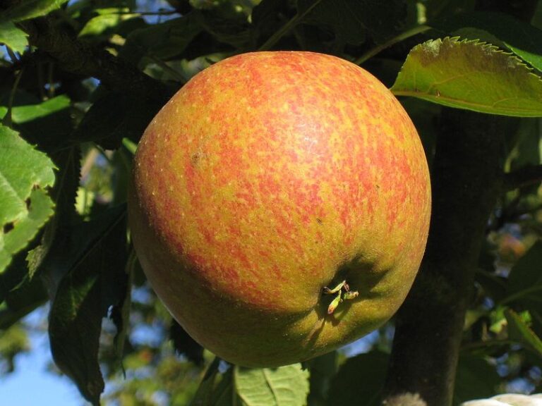 The Apple So Rare It Was Nearly Lost Forever – Meet the Colorado Orange ...