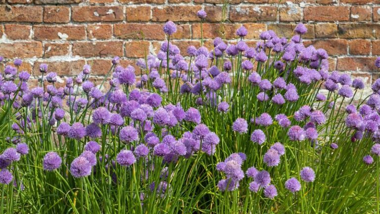 The Hidden Truth About Chive Borders Nobody Talks About - Complete ...