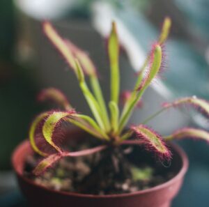17 Dancing Plants That Will Make You Question Everything About Nature ...