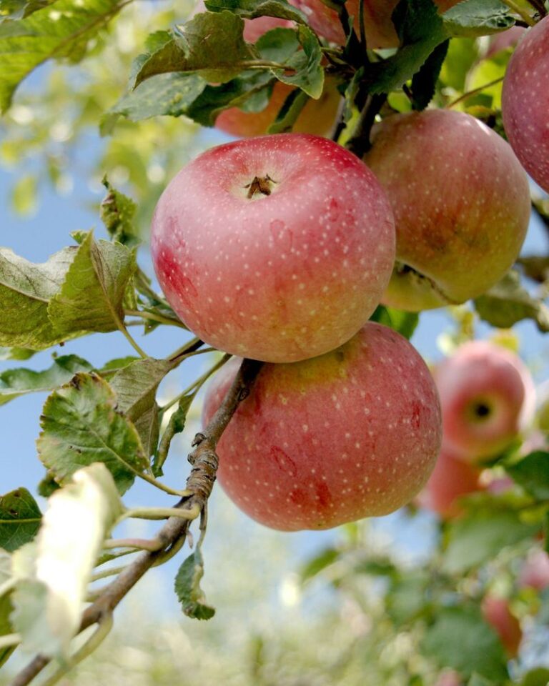 The Apple So Rare It Was Nearly Lost Forever – Meet the Colorado Orange ...