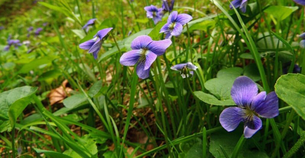 These 16 Weedy Plants Look Harmless But Will Take Over Your Yard ...