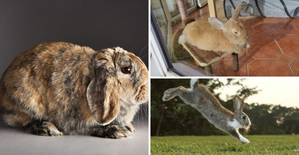 These 17 Yard Rabbits Do Something Amazing You Never Knew About ...