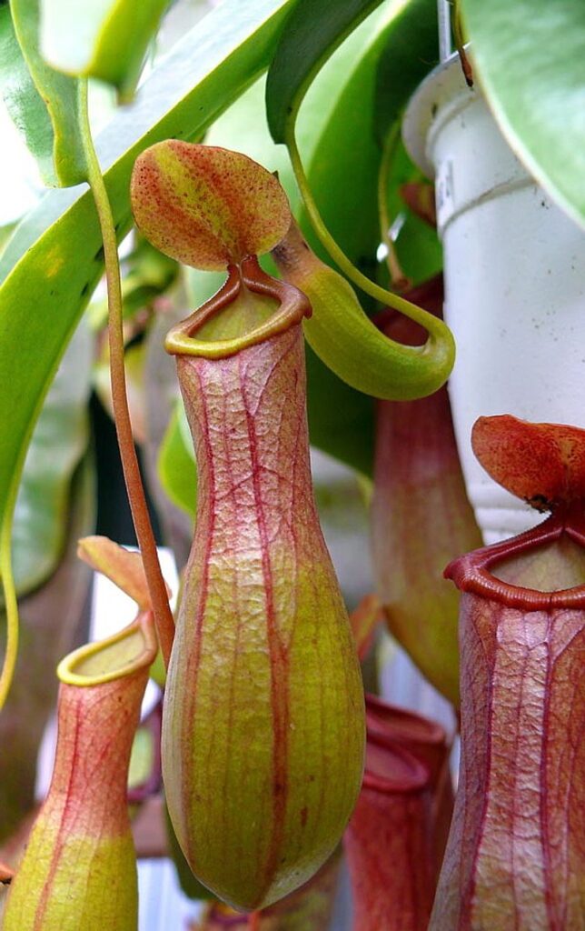These 17 Carnivorous Plants Thrive Indoors - One Catches 200 Flies ...