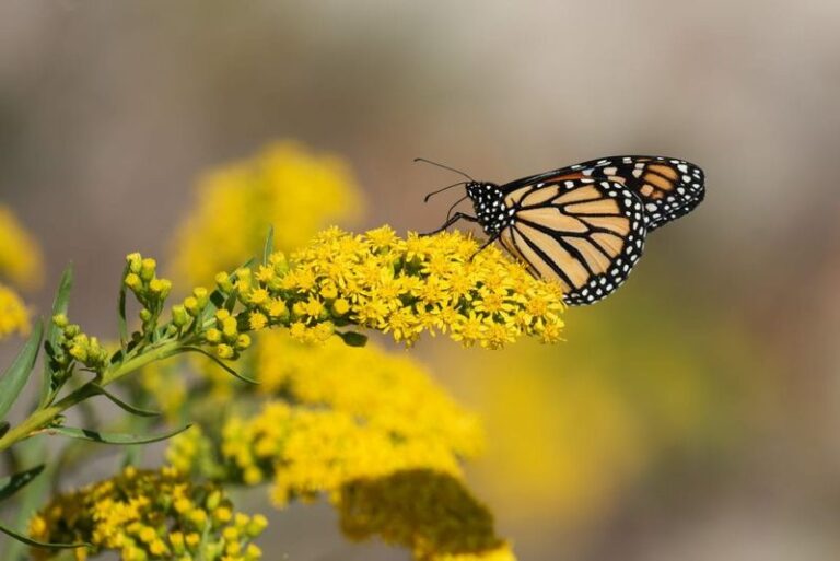 Want More Helpful Insects? Start with These 12 Native Flowers ...