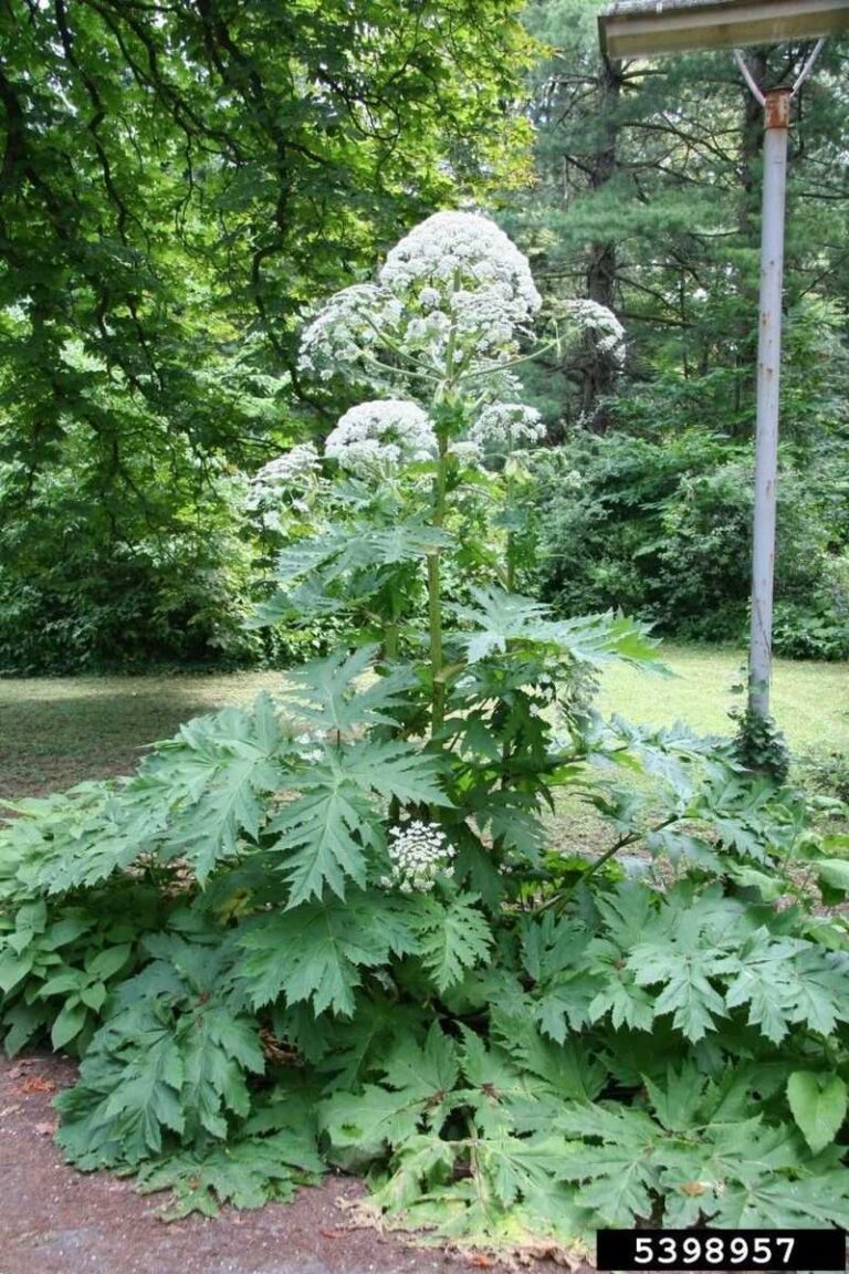 Zombie Plants: 10 Species That Come Back From the Dead - Complete Gardening