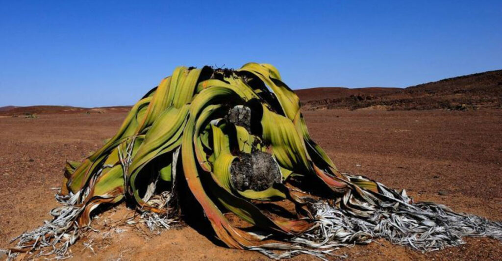 Zombie Plants: 10 Species That Come Back From the Dead - Complete Gardening