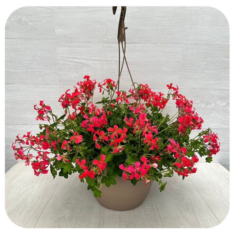 These 19 Geranium Varieties Bloom All Season With Minimal Care ...