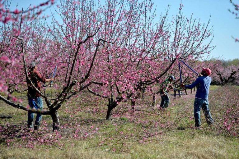 14 Crops That Actually Love South Carolina’s Humid Coastal Air ...