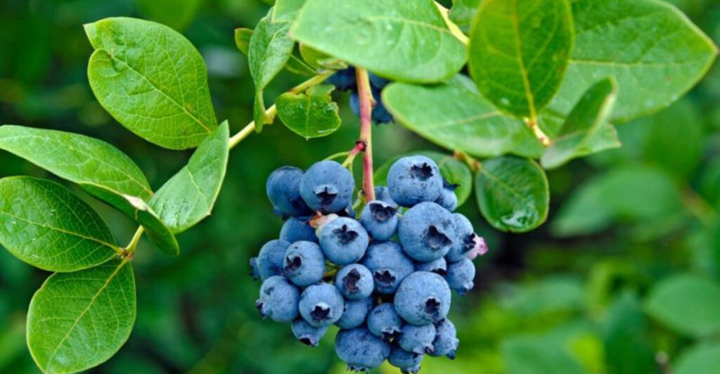 14 Crops That Actually Love South Carolina’s Humid Coastal Air ...