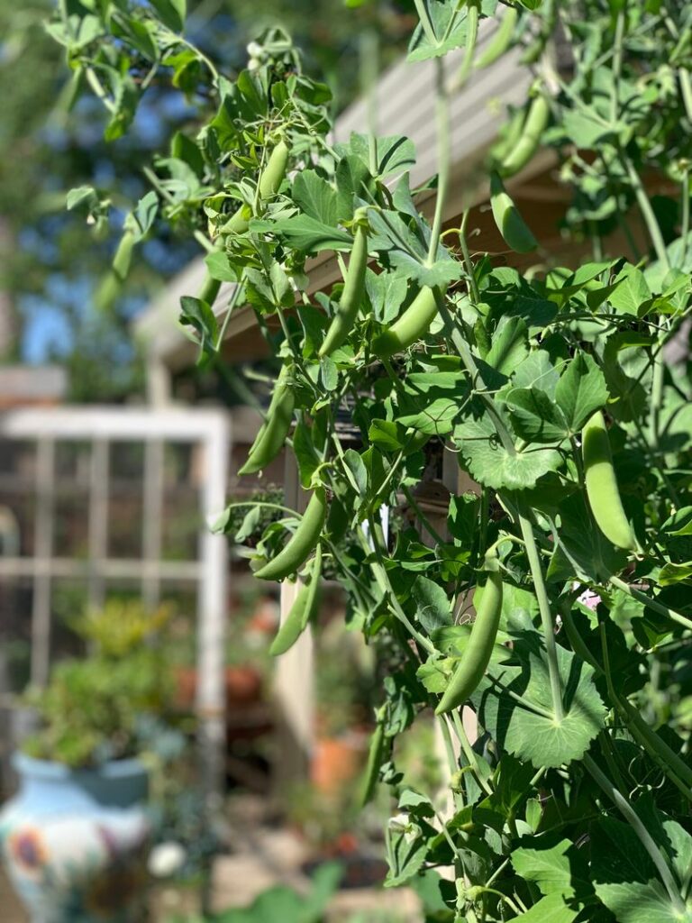 What to Plant This Fall in Texas: A Seasonal Gardening Guide - Complete ...