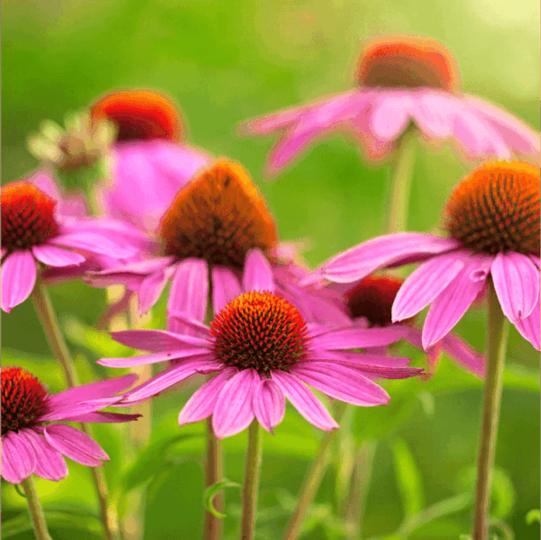 Best Pollinator Plants for Michigan Gardens - Complete Gardening
