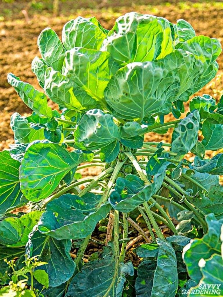 Connecticut Gardening Ideas: Best Crops for New England Climates ...