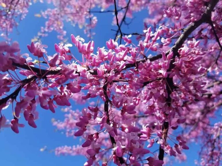 Delaware Gardening Secrets: Plants That Thrive in the First State ...
