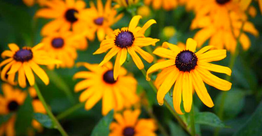 Delaware Gardening Secrets: Plants That Thrive in the First State ...