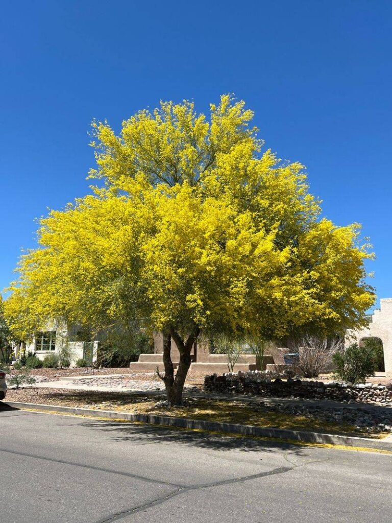 16 Stunning Shrubs That Turn Arizona Yards Green Even in Drought ...