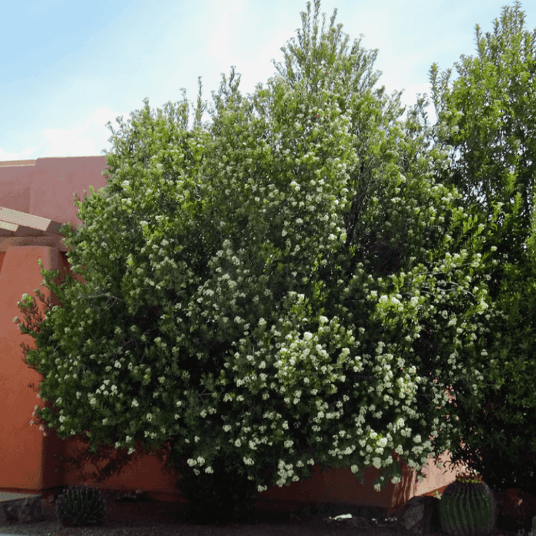 16 Stunning Shrubs That Turn Arizona Yards Green Even in Drought ...