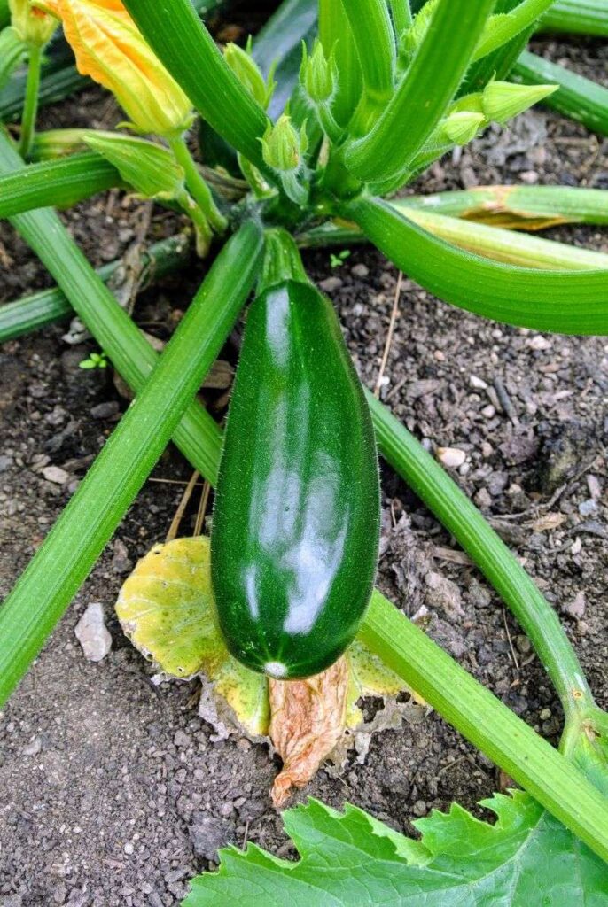 Connecticut Gardening Ideas: Best Crops for New England Climates ...