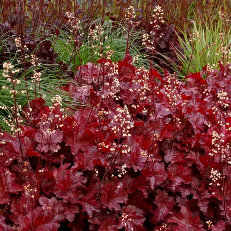 What Grows Well in Georgia Clay Soil? 14 Plants That Love It - Complete ...