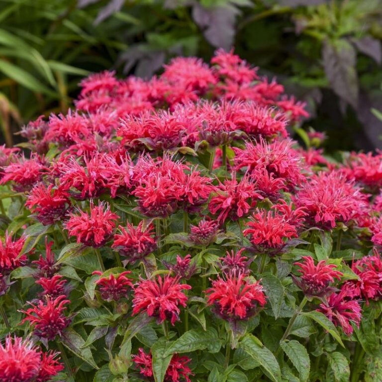 What Grows Well in Georgia Clay Soil? 14 Plants That Love It - Complete ...