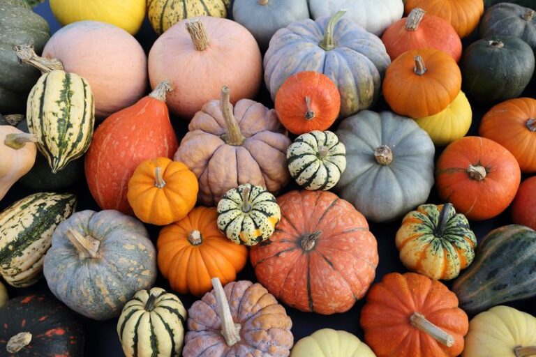 How to Grow Pumpkins in Ohio for Fall - Complete Gardening