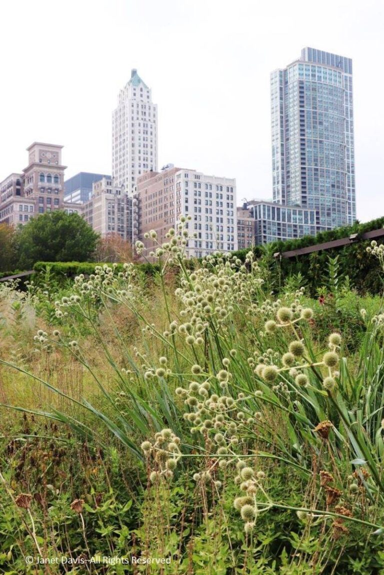 Illinois Garden Success: From Prairie Plants to Urban Green Spaces ...