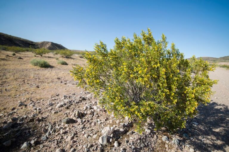 16 Stunning Shrubs That Turn Arizona Yards Green Even in Drought ...