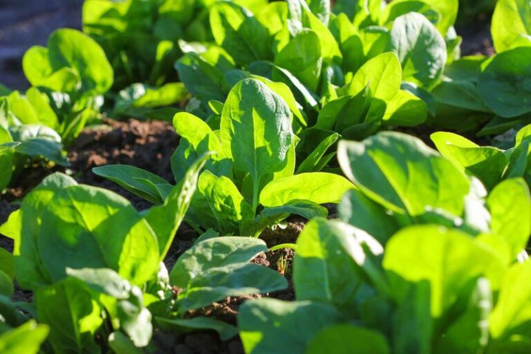 Connecticut Gardening Ideas: Best Crops for New England Climates ...