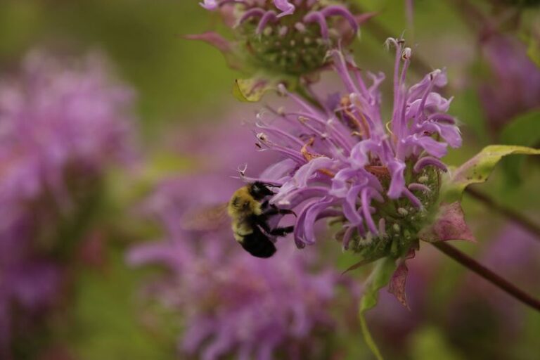 Best Pollinator Plants for Michigan Gardens - Complete Gardening