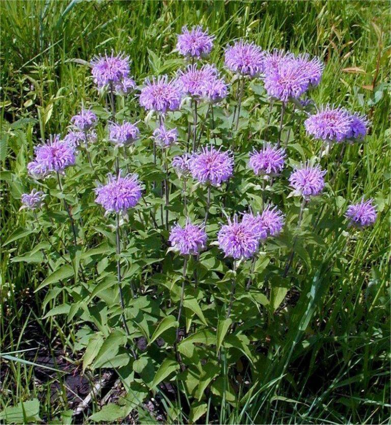 What Grows Well in Georgia Clay Soil? 14 Plants That Love It - Complete ...