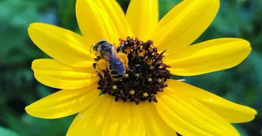 The Best Native Plants for a Low-Maintenance Florida Garden - Complete ...