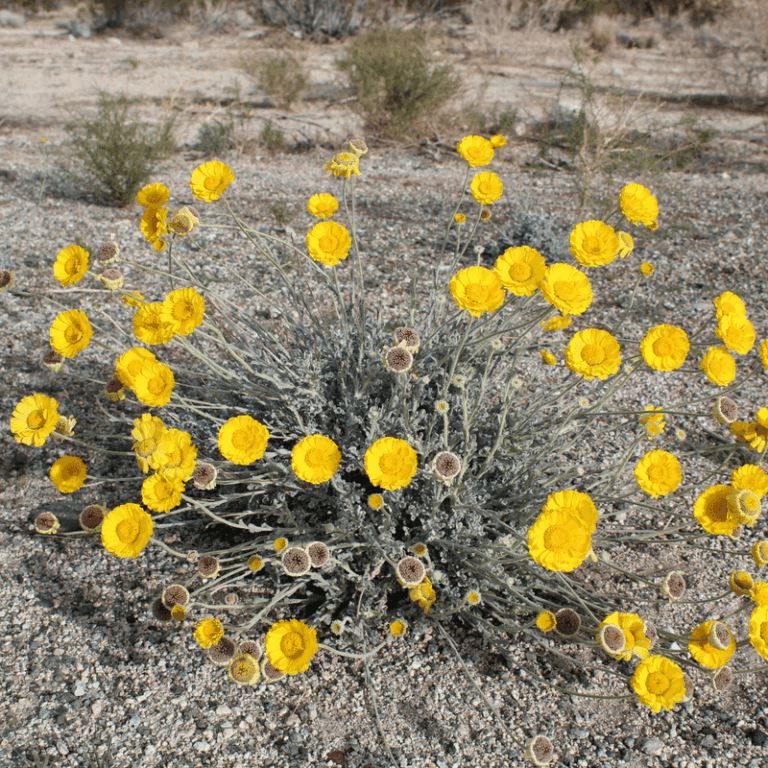 Top Native Plants to Attract Pollinators in Arizona - Complete Gardening