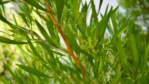 16 Stunning Shrubs That Turn Arizona Yards Green Even in Drought ...