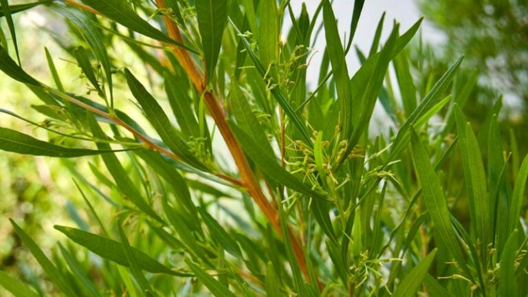 16 Stunning Shrubs That Turn Arizona Yards Green Even in Drought ...