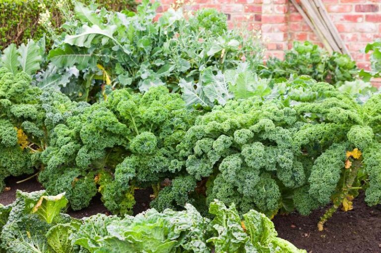 10 Best Vegetables to Plant in Kentucky This Autumn - Complete Gardening