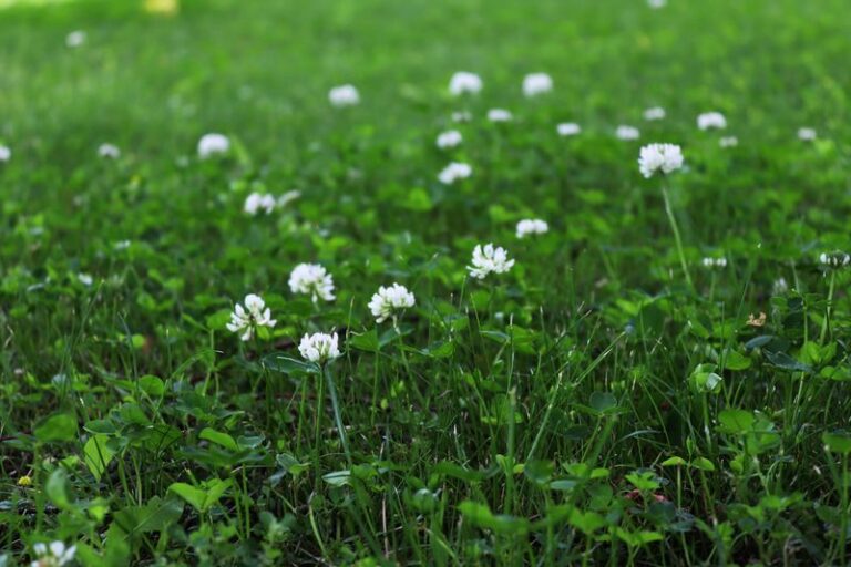 12 Common Garden Problems You Can Solve With Plants - Complete Gardening