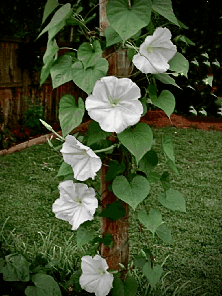 21 Striking Plants That Glow Under Moonlight - Complete Gardening