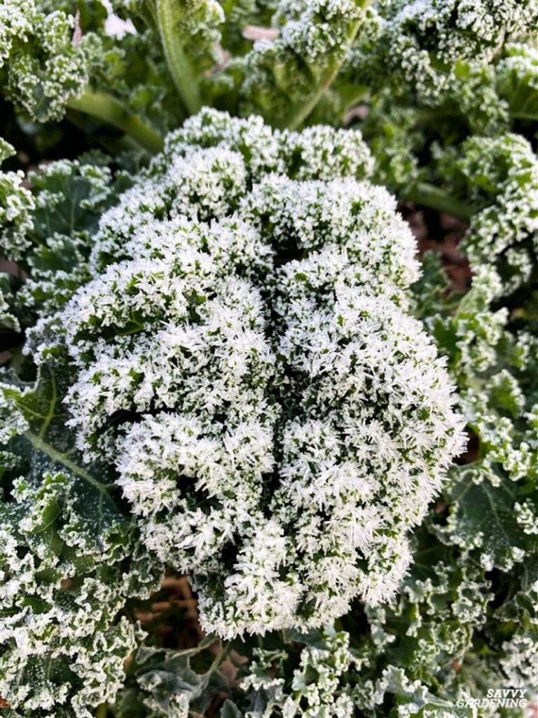 Best Cold-Hardy Vegetables for Alaska Homesteads - Complete Gardening