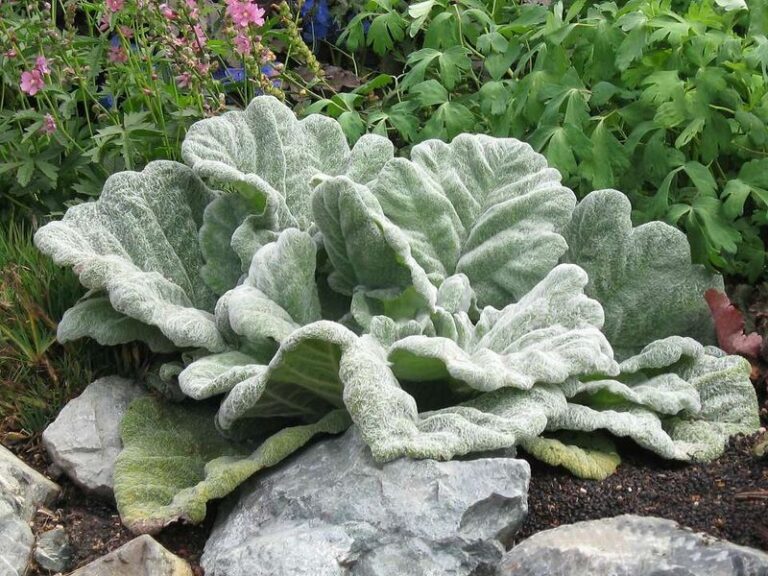 21 Striking Plants That Glow Under Moonlight - Complete Gardening