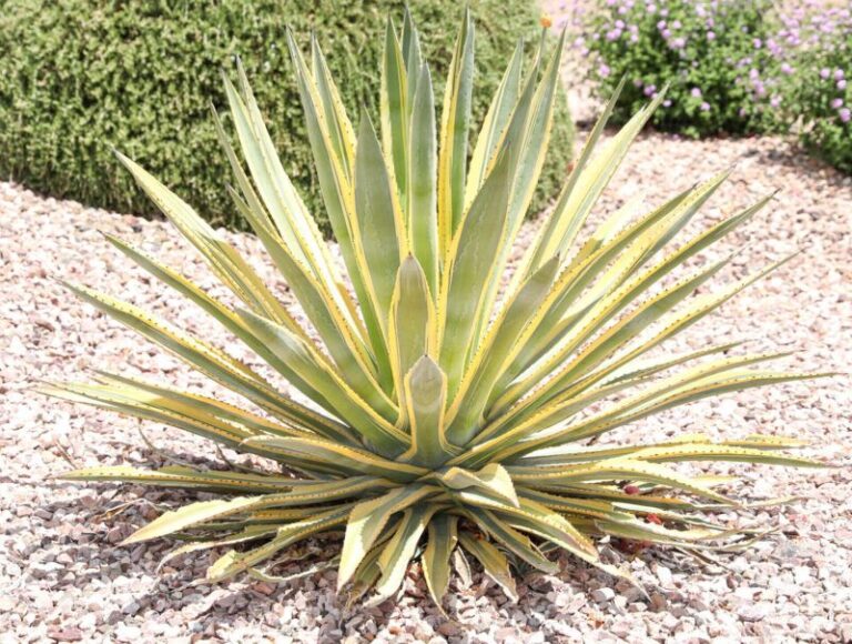 Drought-Tolerant Plants for Arizona Desert Gardens - Complete Gardening