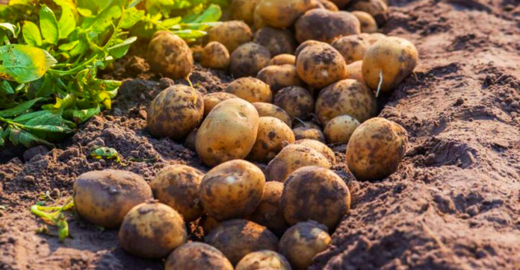 From Cheese Country to Potato Country: How to Grow Amazing Root Crops ...