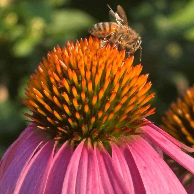 Georgia Pollinator Plants: Flowers That Attract Bees and Butterflies ...