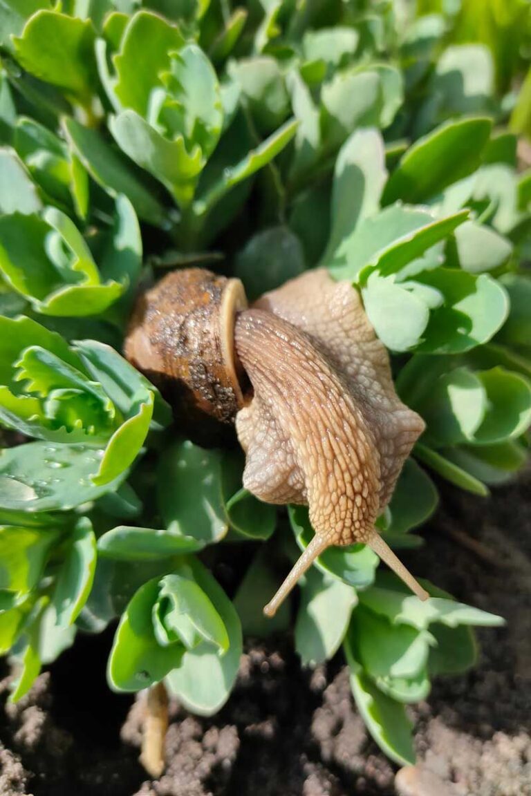 20 Plants That Naturally Send Snails and Slugs Packing - Complete Gardening