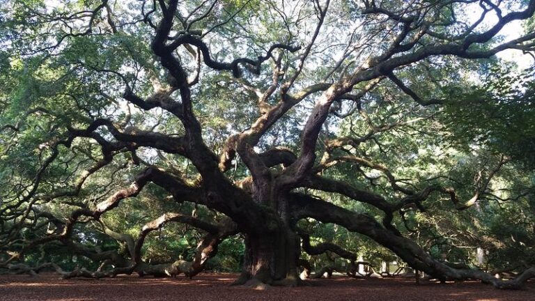 South Carolina Shade Trees: The Best Picks for Southern Yards ...